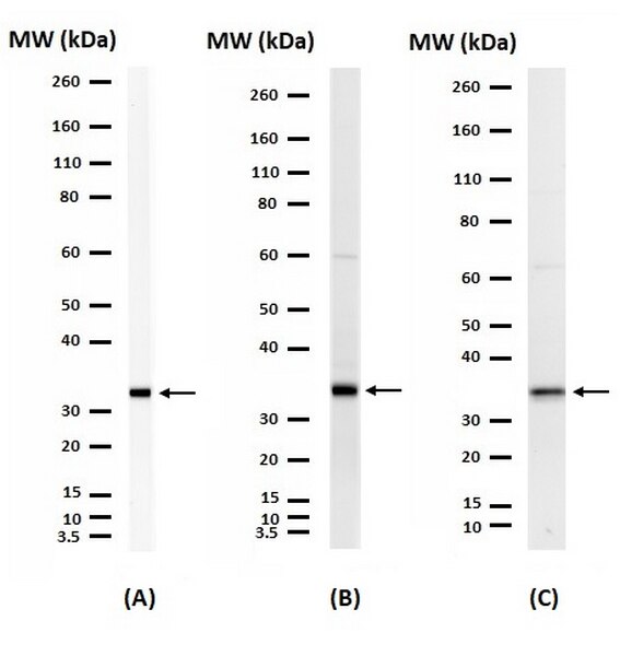 Anti-Cdk1/Cdc2 (PSTAIR) Antibody | 06-923